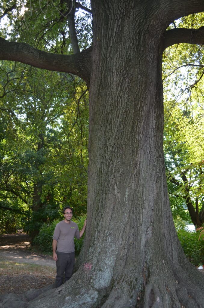 7 Surprising Tree Facts - Prospect Park Alliance