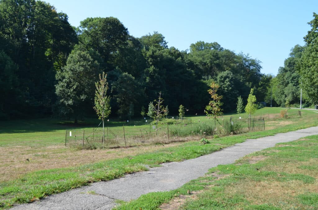 7 Surprising Tree Facts - Prospect Park Alliance