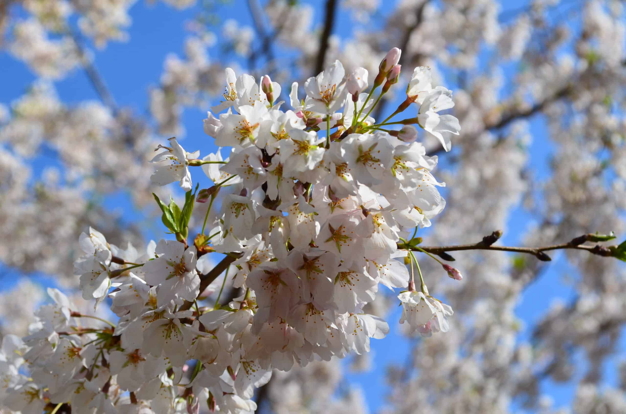 Must See Spring Bloom Destinations - Prospect Park Alliance