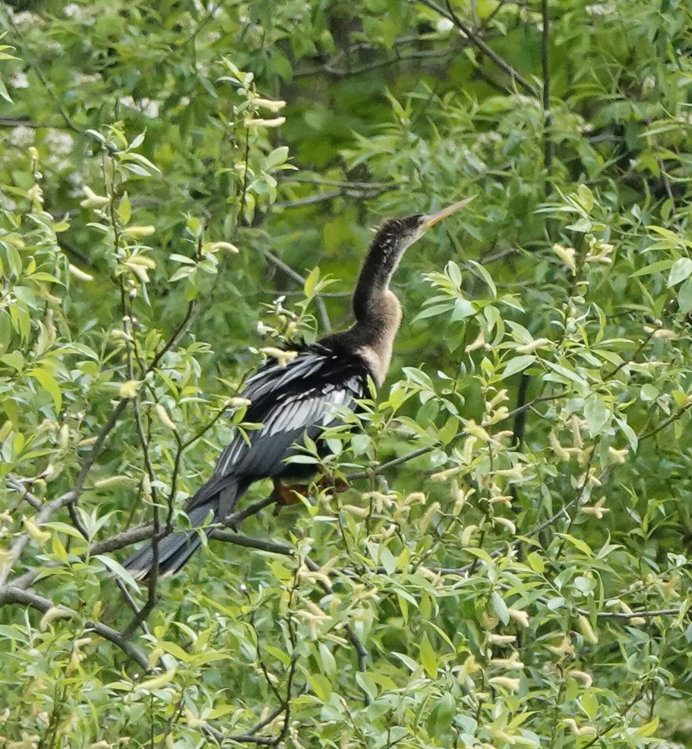 Birdwatching - Prospect Park Alliance