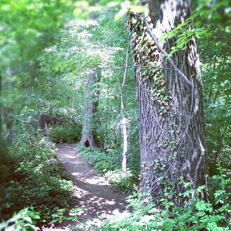 A Day in the Life of a Park Tree - Prospect Park Alliance