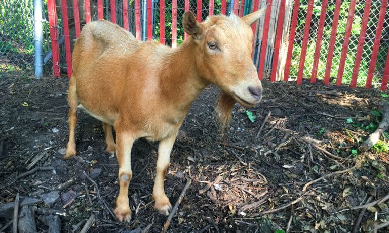 2016: The Goats have Arrived! - Prospect Park Alliance