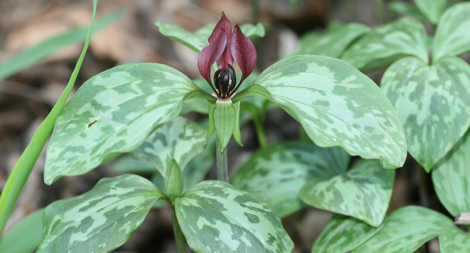 Red Trillium Spotted Leaves