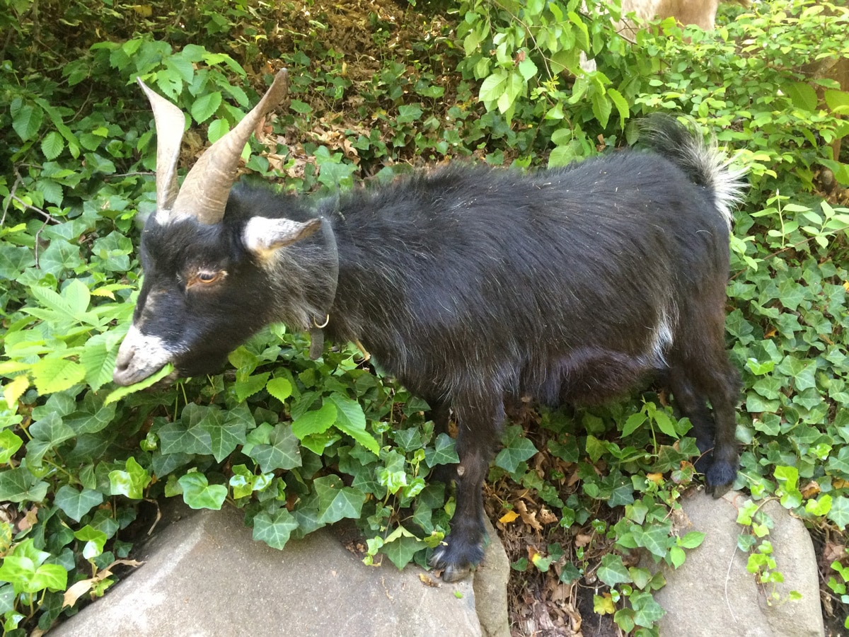 Prospect Park Goats - Prospect Park Alliance