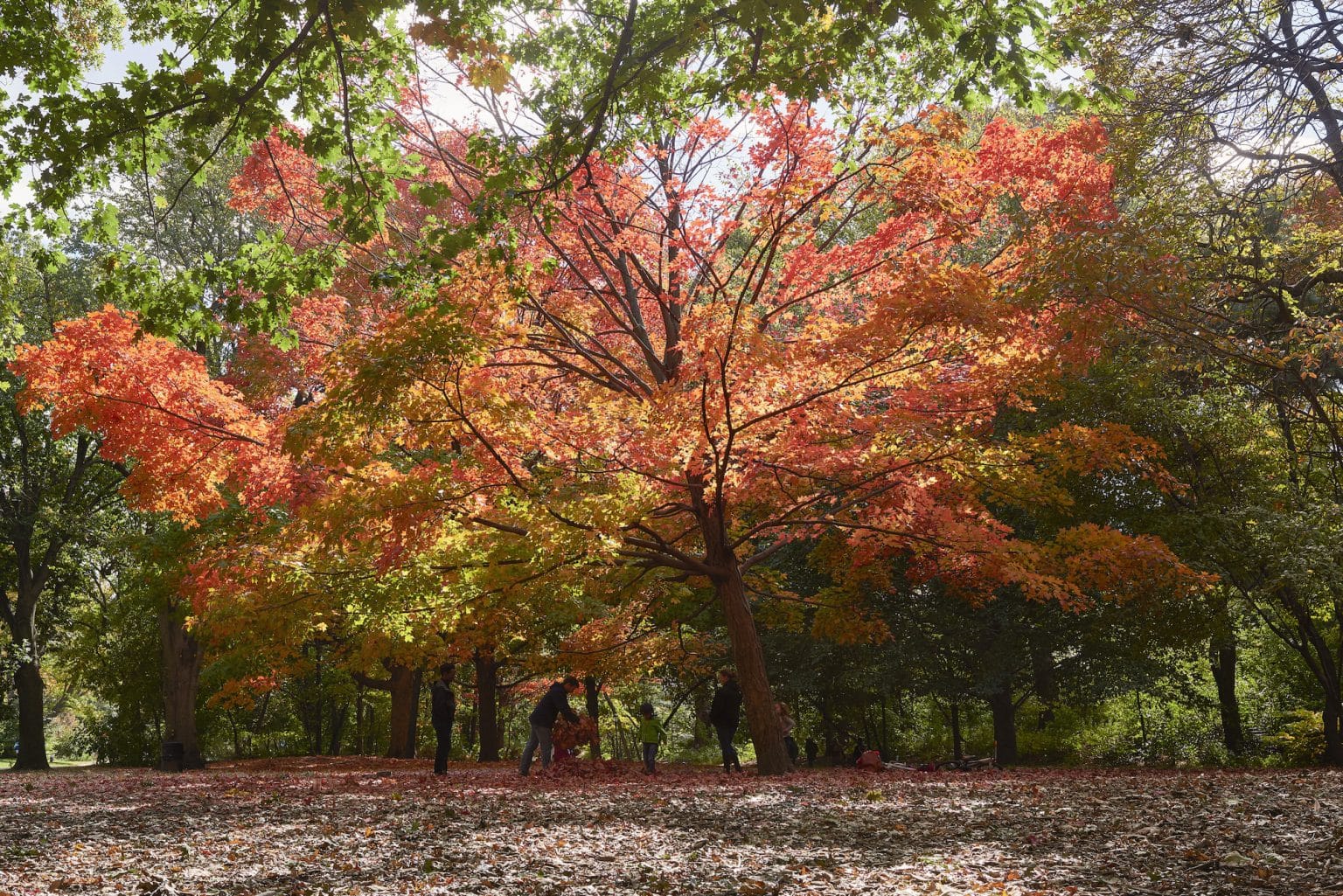 Home - Prospect Park Alliance
